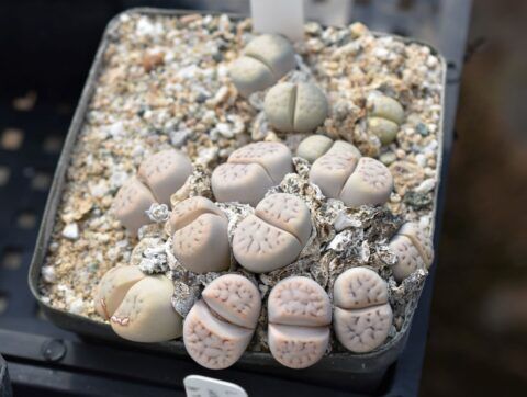 Visit to Steve Hammer - the Lithops houses - Trex Plants