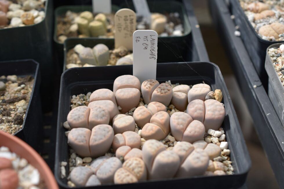 Visit to Steve Hammer - the Lithops houses - Trex Plants
