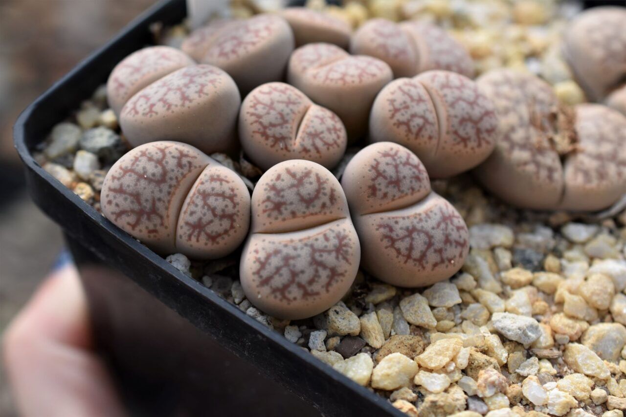 Visit to Steve Hammer - the Lithops houses - Trex Plants