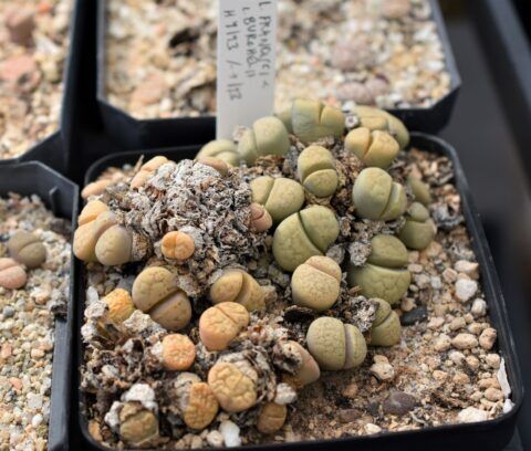 Visit to Steve Hammer - the Lithops houses - Trex Plants