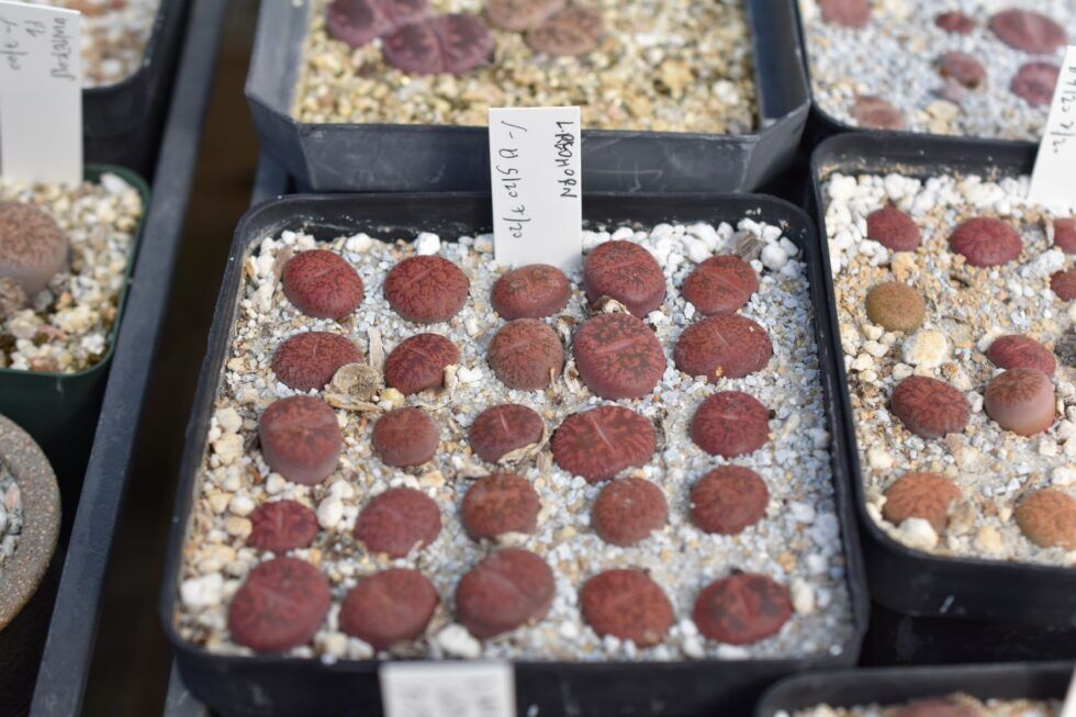 Visit to Steve Hammer - the Lithops houses - Trex Plants