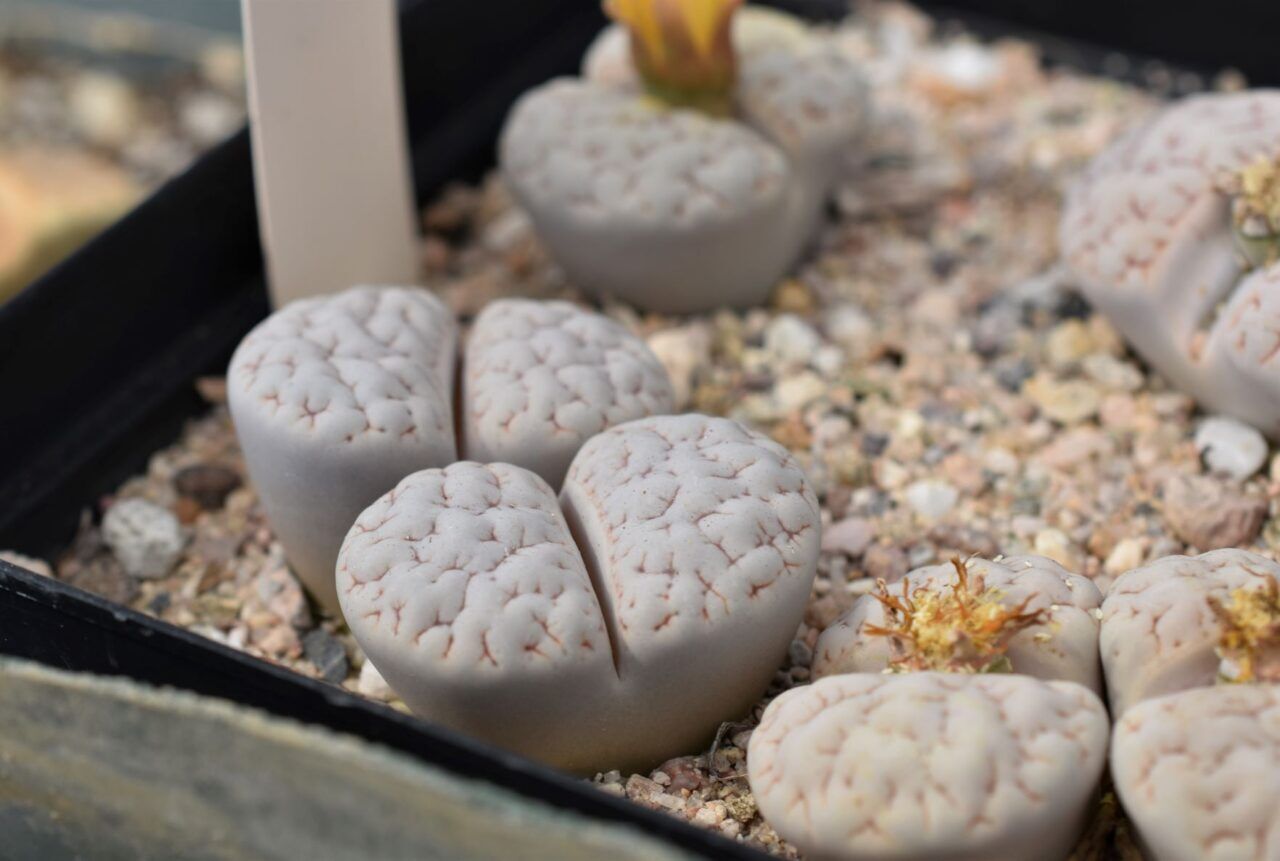 Visit to Steve Hammer - the Lithops houses - Trex Plants