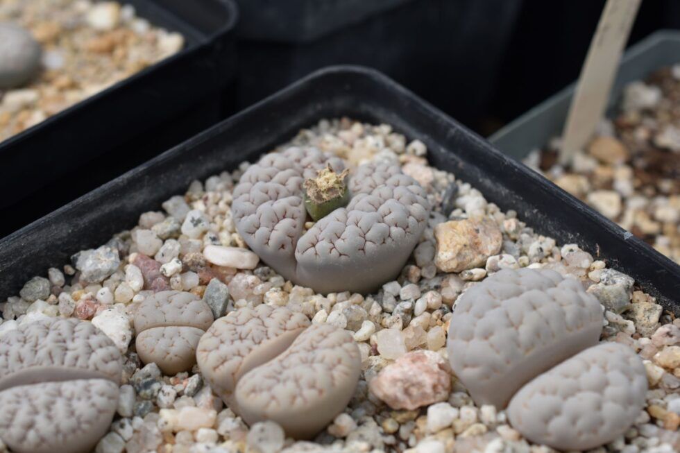 Visit to Steve Hammer - the Lithops houses - Trex Plants