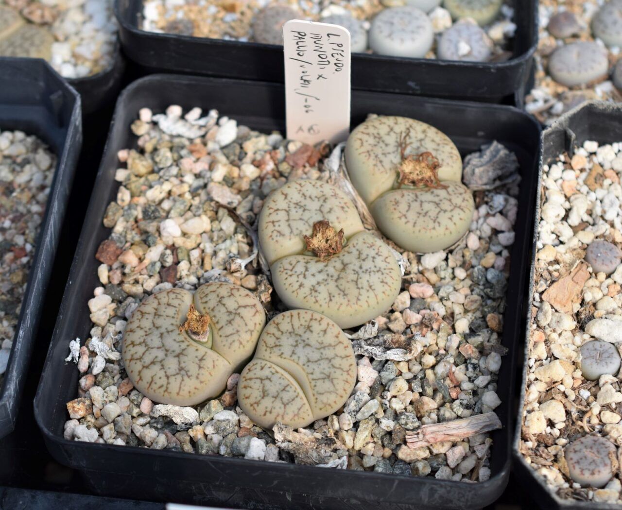 Visit to Steve Hammer - the Lithops houses - Trex Plants