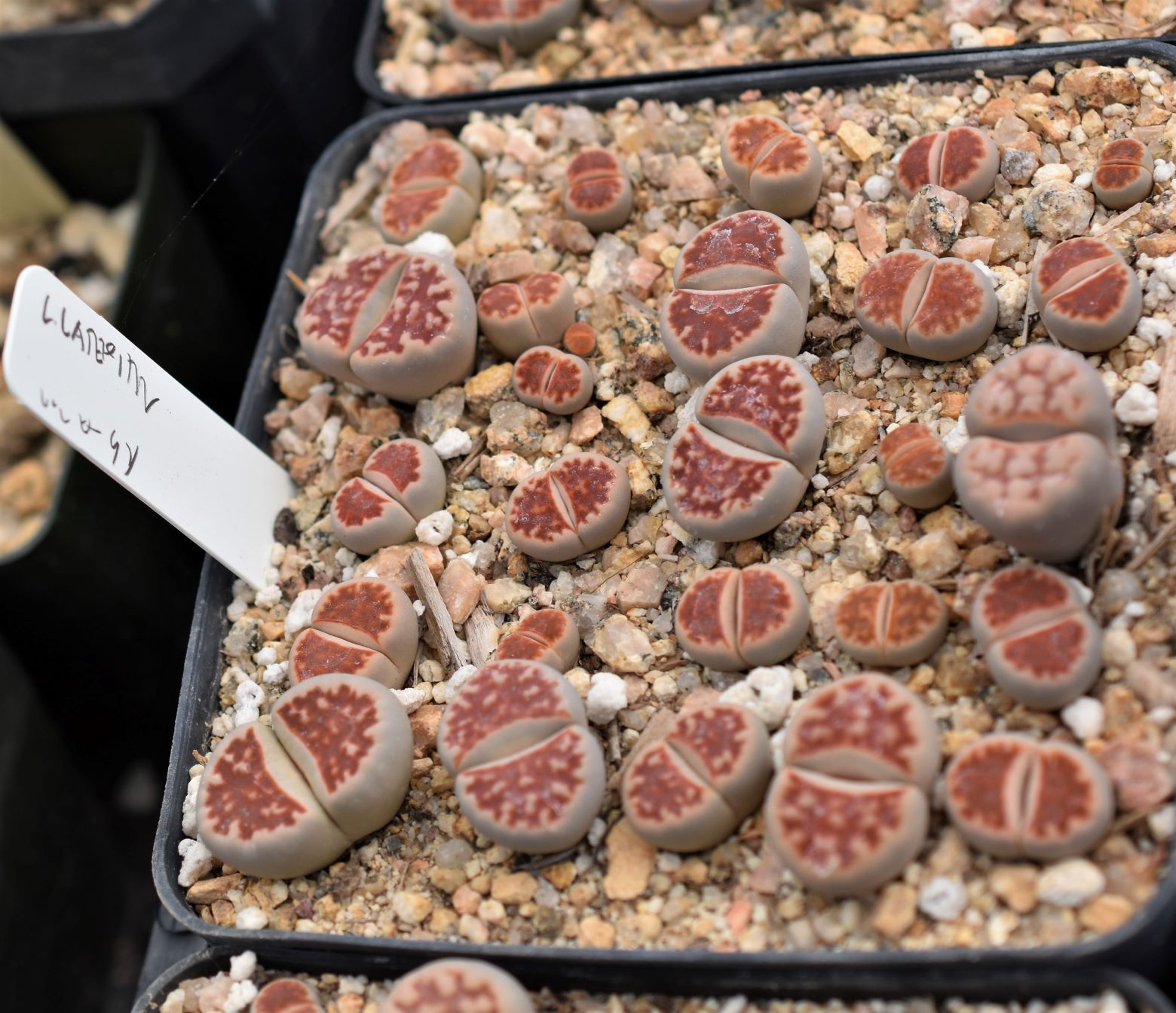 Visit to Steve Hammer - the Lithops houses - Trex Plants