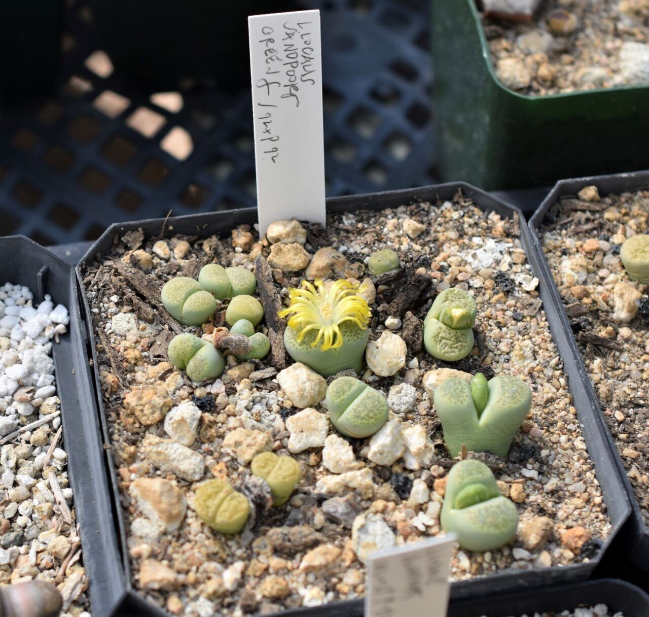 Visit to Steve Hammer - the Lithops houses - Trex Plants