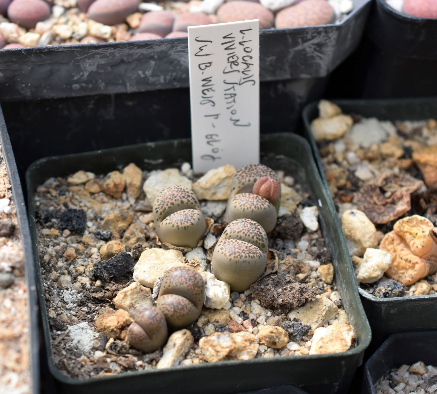 Visit to Steve Hammer - the Lithops houses - Trex Plants