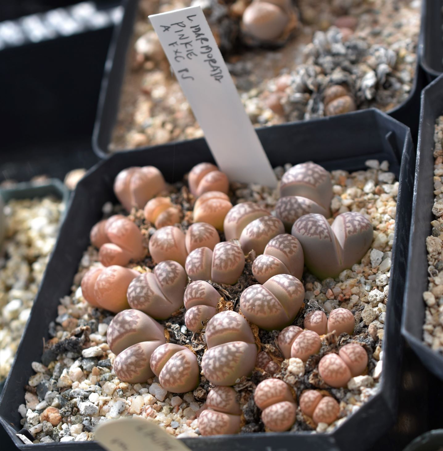 Visit to Steve Hammer - the Lithops houses - Trex Plants