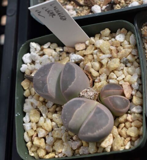 Visit to Steve Hammer - the Lithops houses - Trex Plants