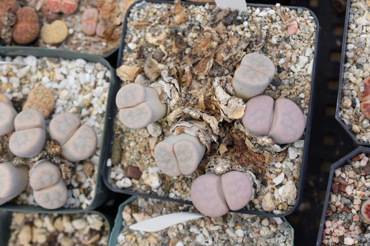 Visit to Steve Hammer - the Lithops houses - Trex Plants