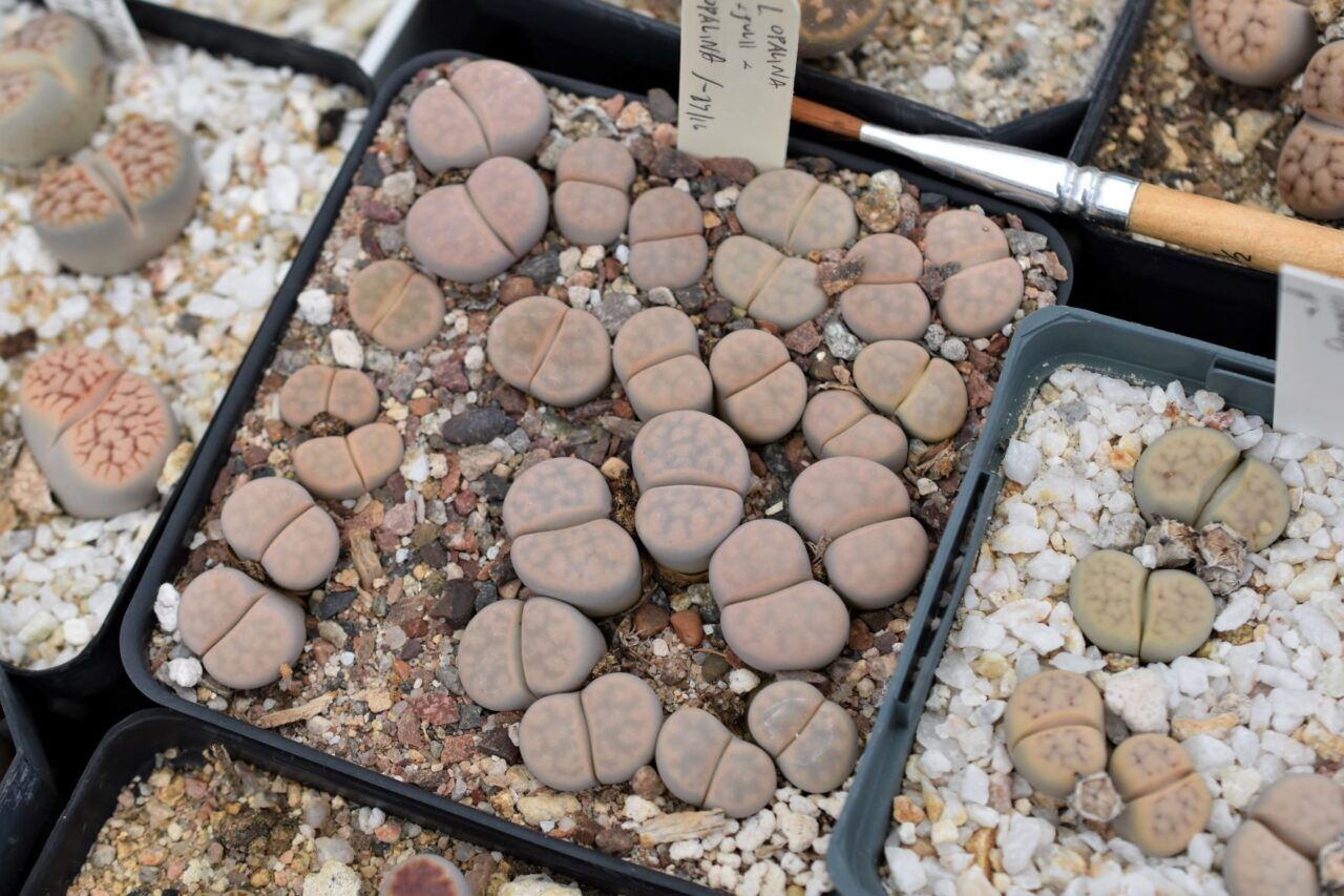 Visit to Steve Hammer - the Lithops houses - Trex Plants