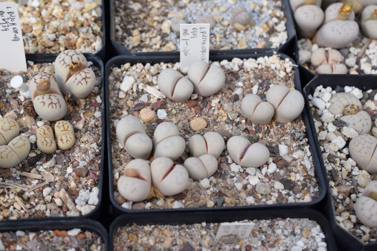 Visit to Steve Hammer - the Lithops houses - Trex Plants