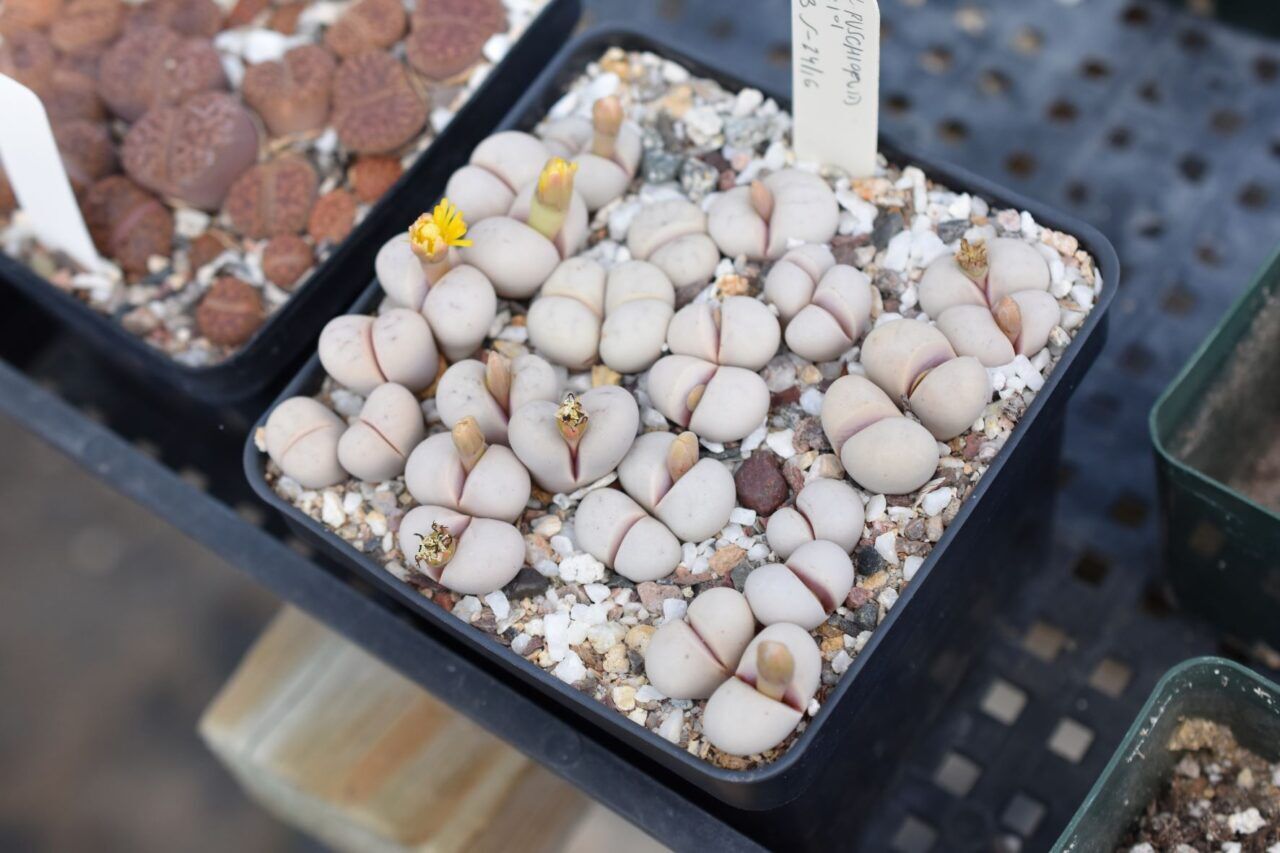 Visit to Steve Hammer - the Lithops houses - Trex Plants