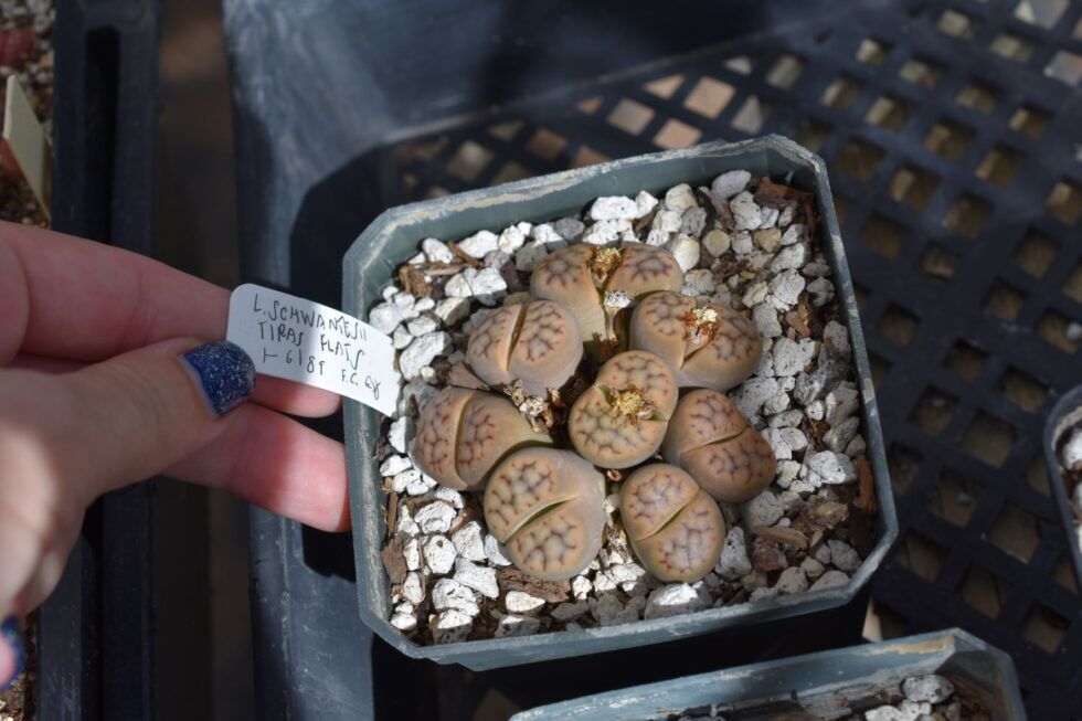 Visit to Steve Hammer - the Lithops houses - Trex Plants