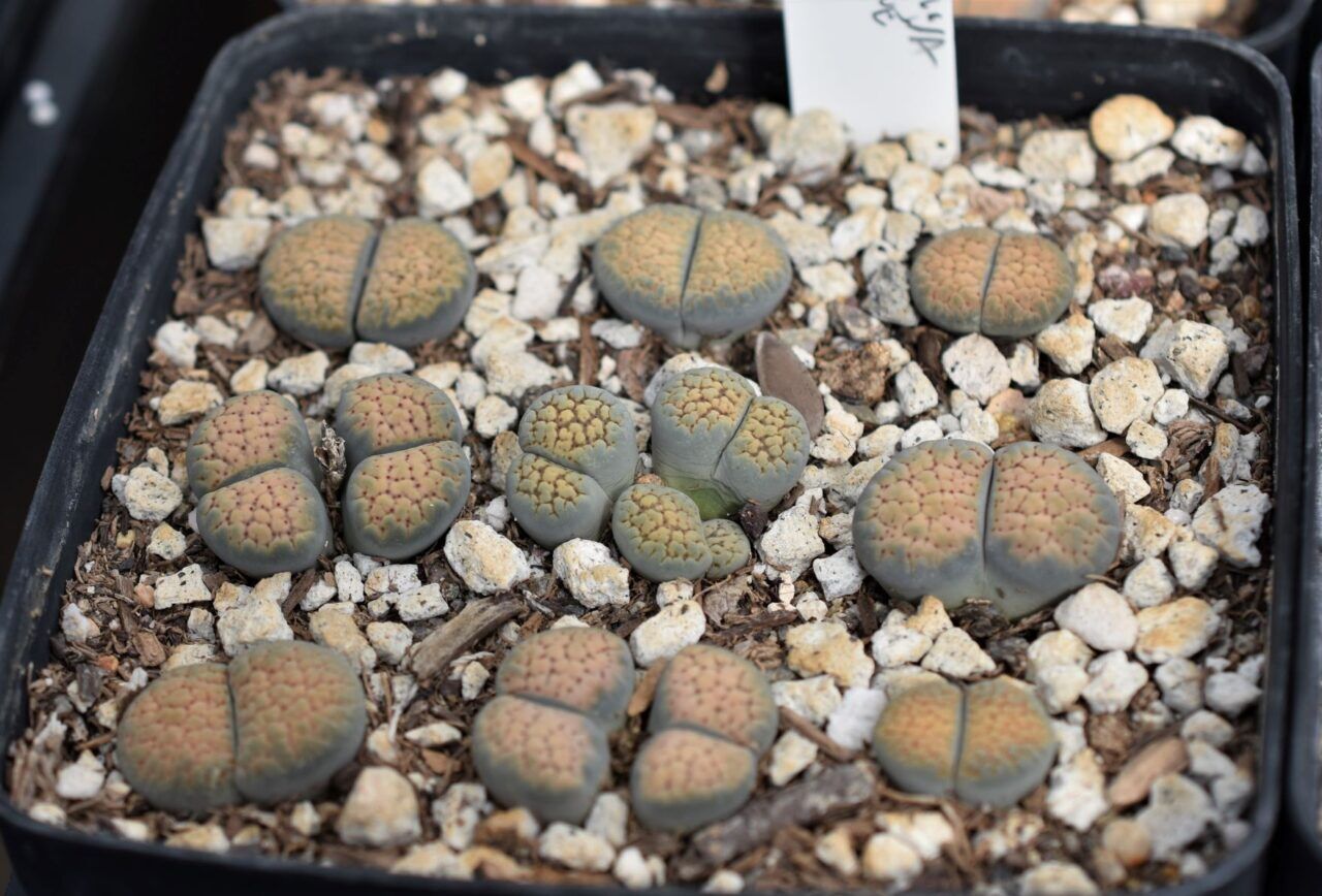 Visit to Steve Hammer - the Lithops houses - Trex Plants
