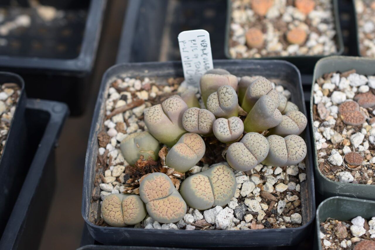 Visit to Steve Hammer - the Lithops houses - Trex Plants