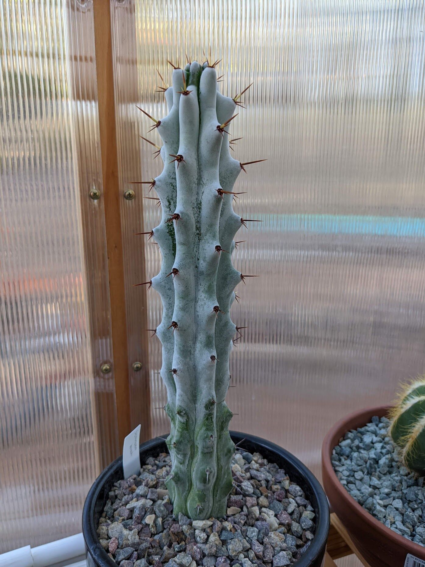 Care Diary: Stenocereus beneckei - Trex Plants