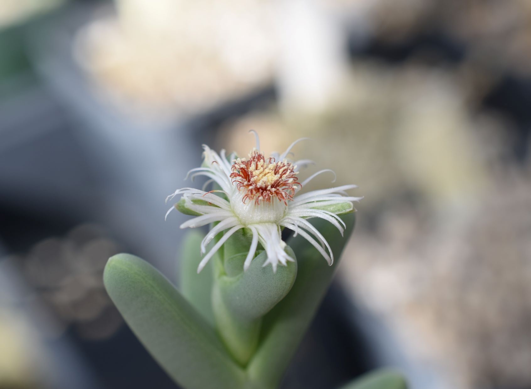 The Other Mesembs - What You're Missing by Focusing on Lithops and ...