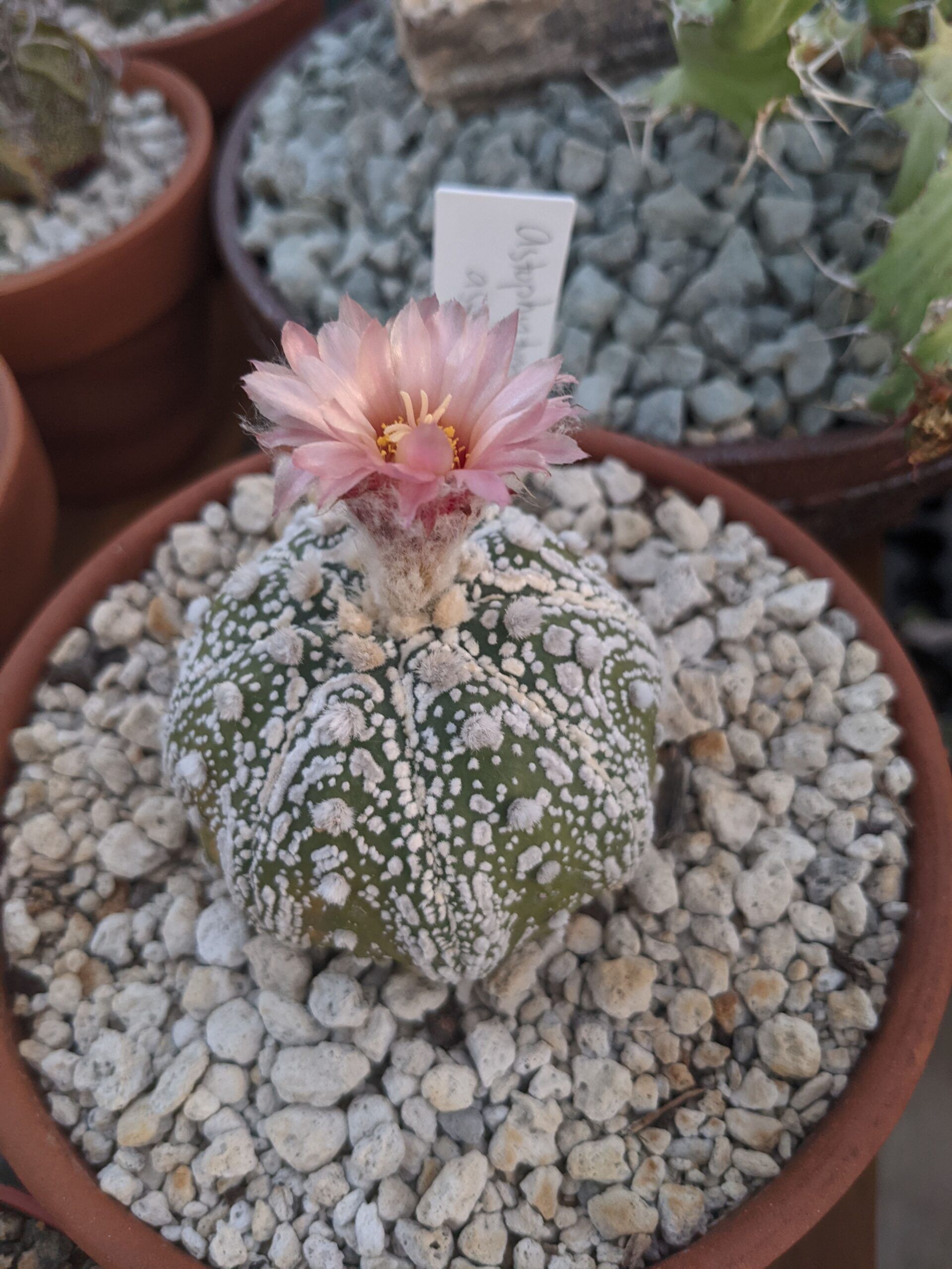 Care Diary: How to Grow Astrophytum asterias - Trex Plants