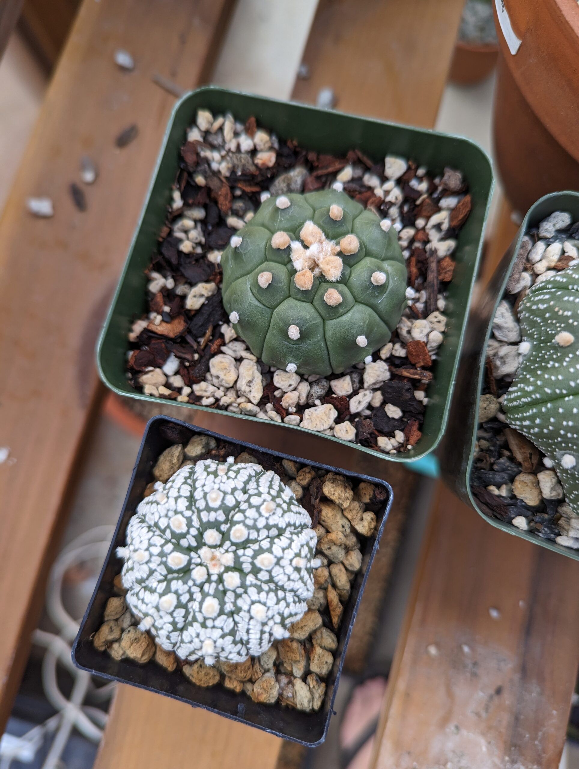 Care Diary: How to Grow Astrophytum asterias - Trex Plants