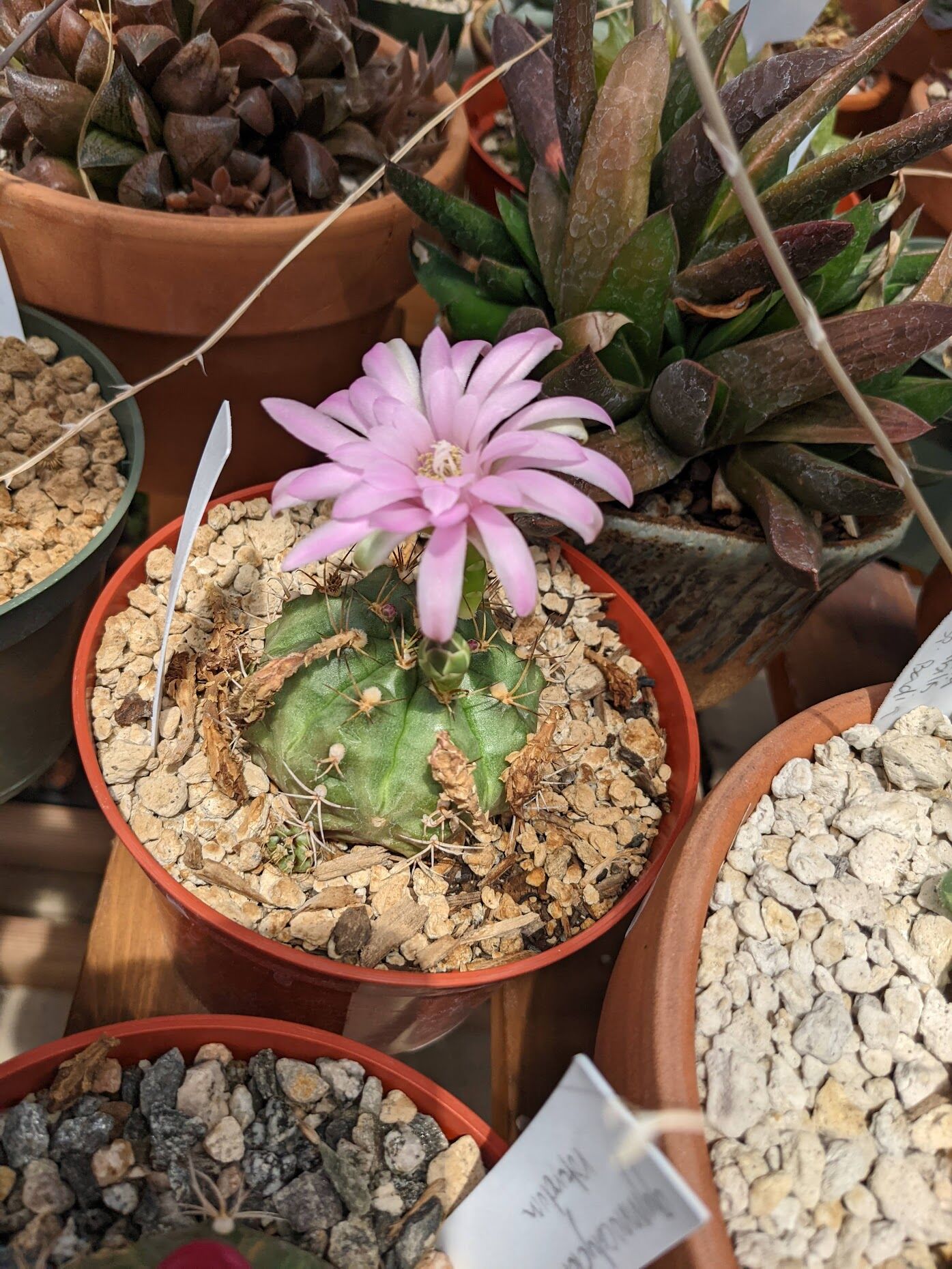 Gymnocalycium anisitsii - the Cactus With Many Names - Trex Plants