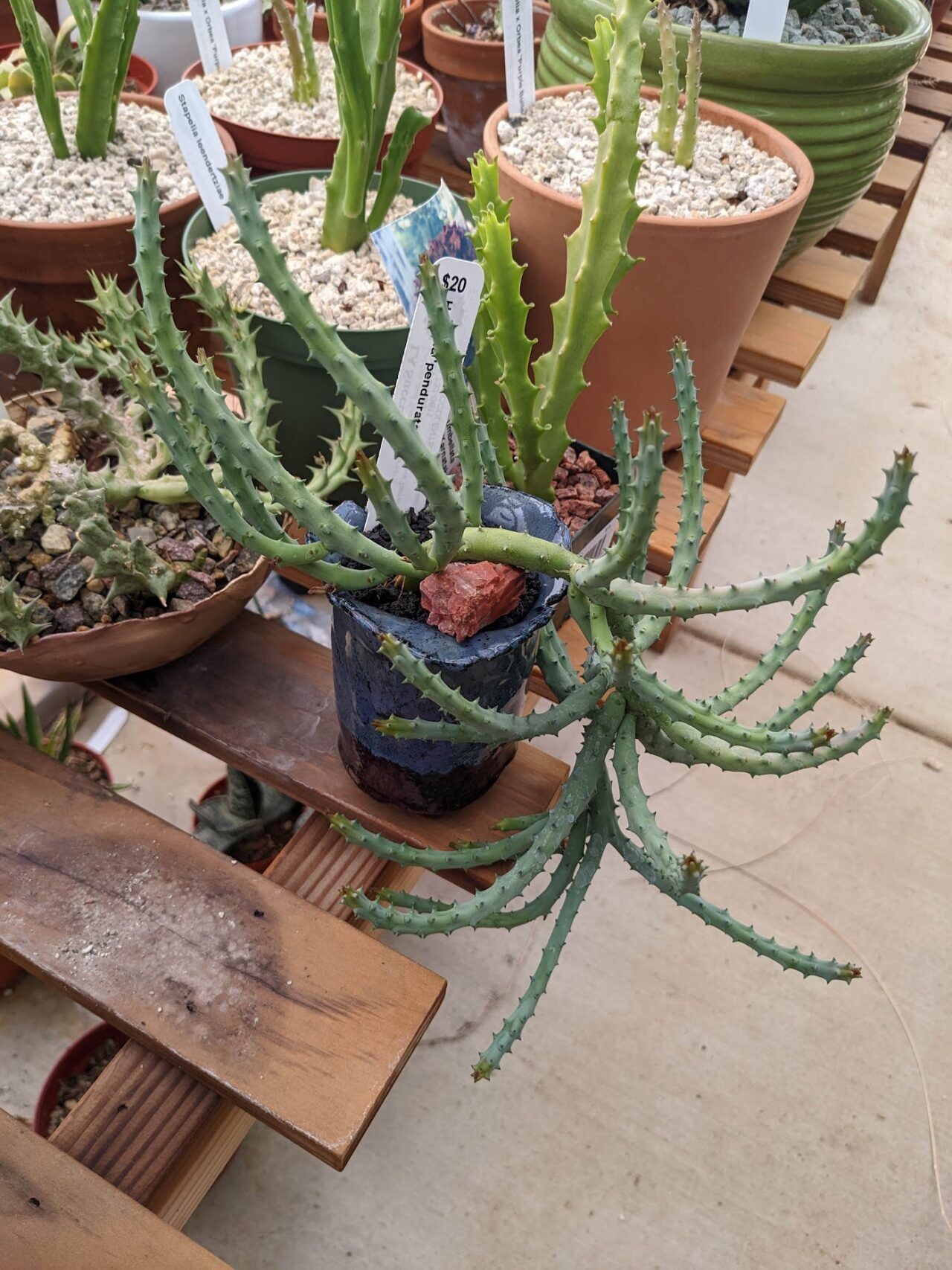 Growing the stapeliad Huernia pendurata - Trex Plants
