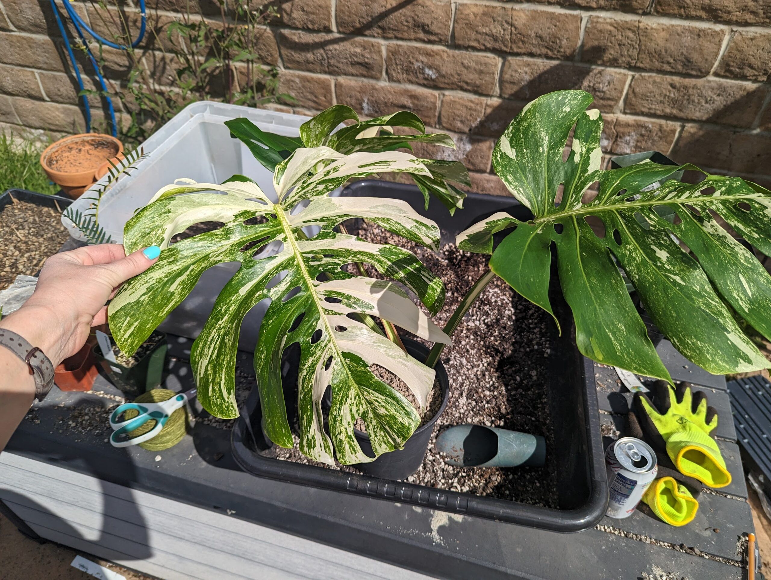 Variegated Monstera deliciosas - Thai Constellation and Albo - Trex Plants