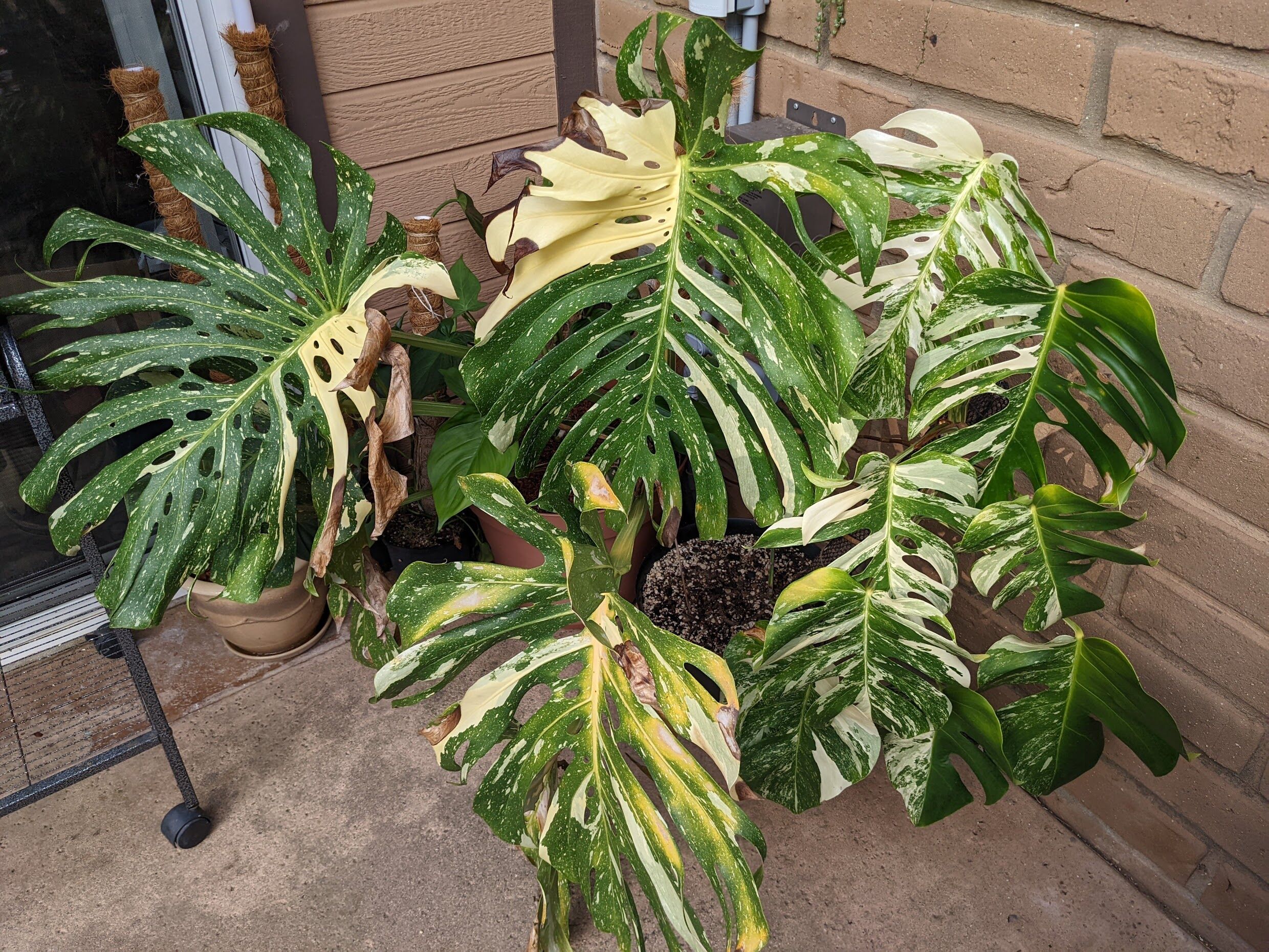 Variegated Monstera deliciosas - Thai Constellation and Albo - Trex Plants