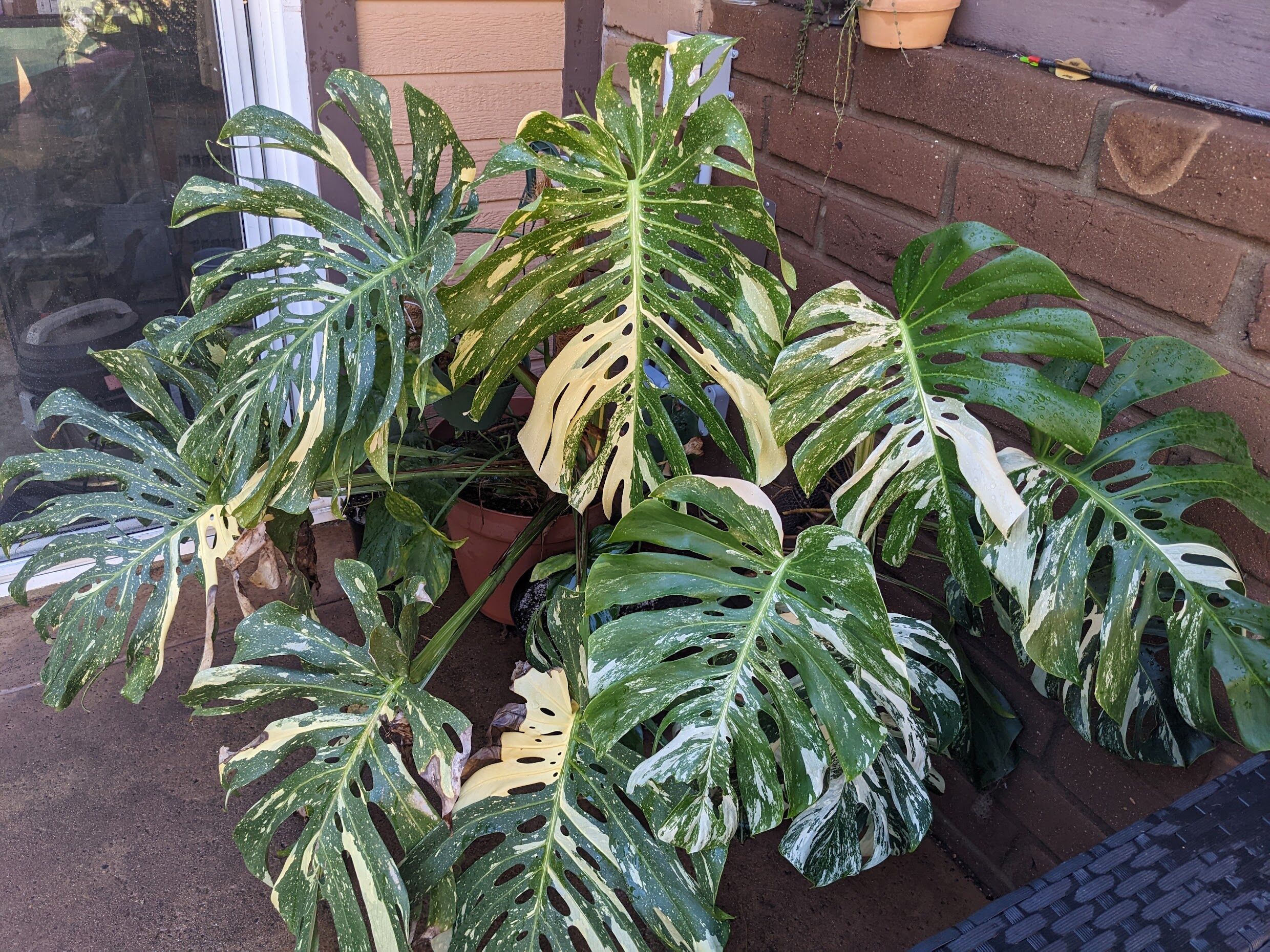 Variegated Monstera deliciosas - Thai Constellation and Albo - Trex Plants