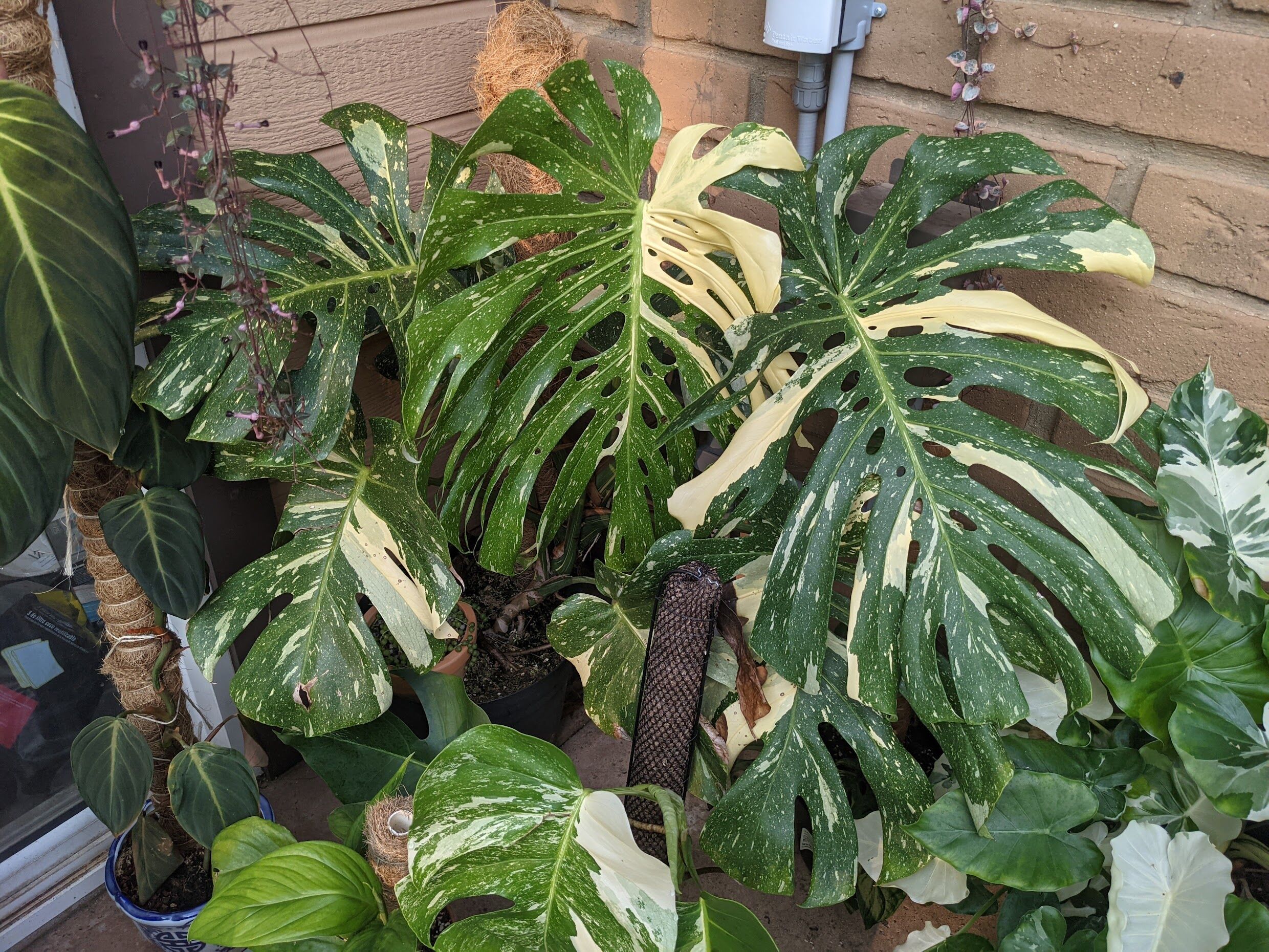 Variegated Monstera deliciosas - Thai Constellation and Albo - Trex Plants