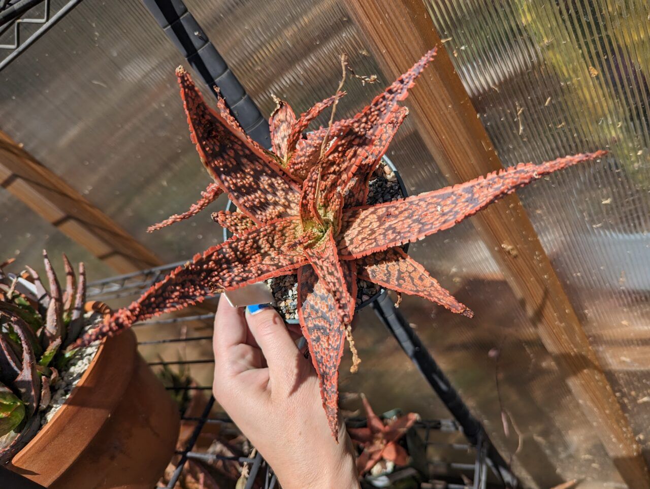 Star Aloe Hybrids Update - New Photos, New Hybrids - Trex Plants