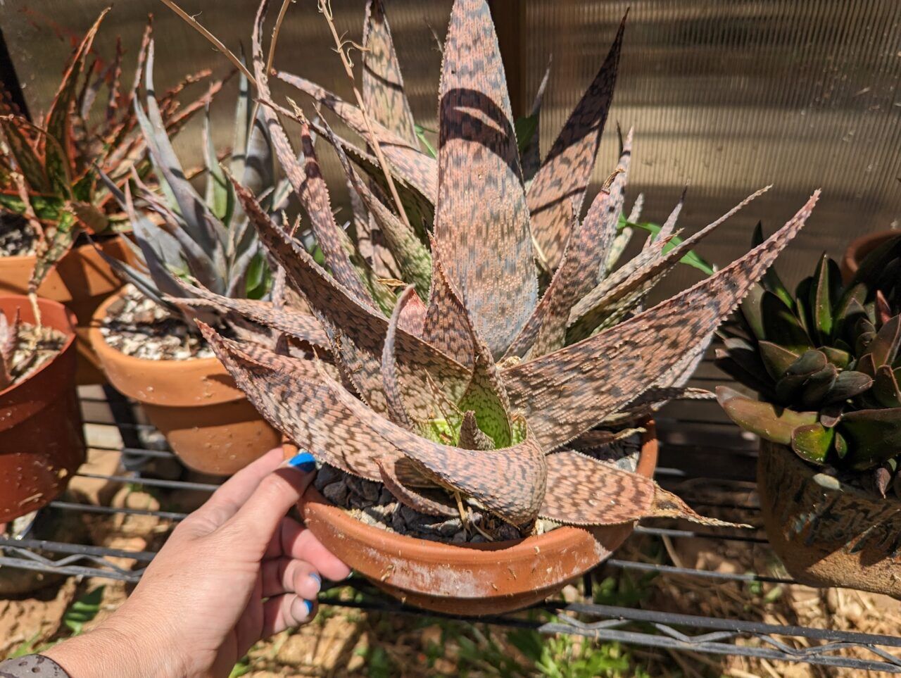 Star Aloe Hybrids Update - New Photos, New Hybrids - Trex Plants