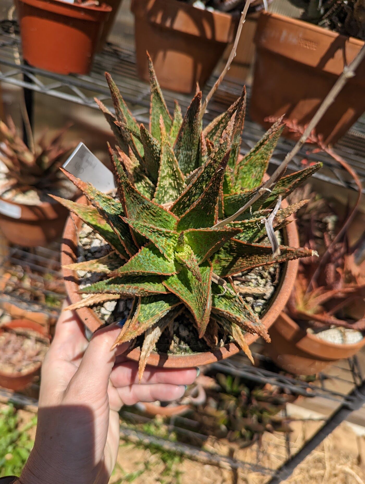 Star Aloe Hybrids Update - New Photos, New Hybrids - Trex Plants