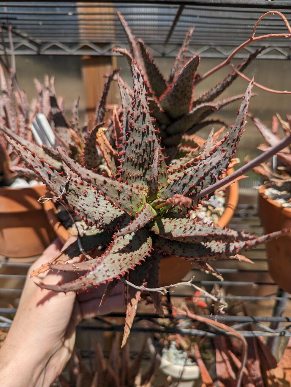 Star Aloe Hybrids Update - New Photos, New Hybrids - Trex Plants