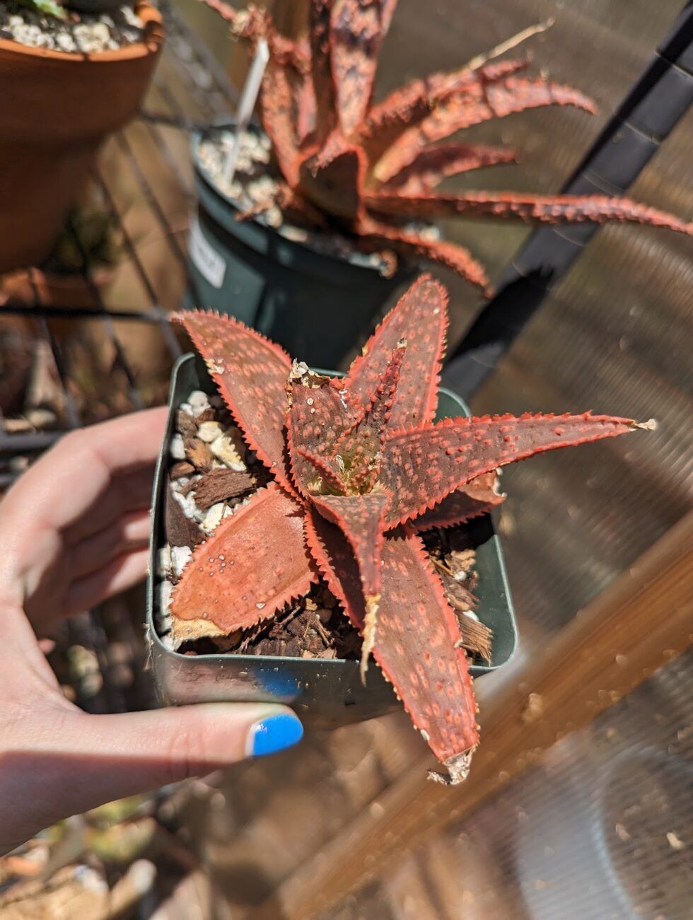Star Aloe Hybrids Update - New Photos, New Hybrids - Trex Plants
