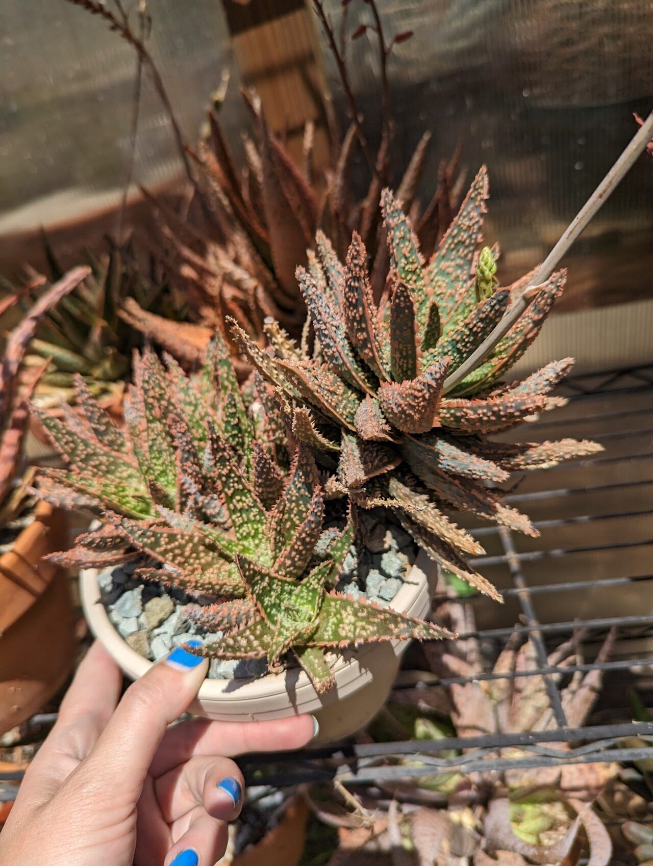 Star Aloe Hybrids Update - New Photos, New Hybrids - Trex Plants