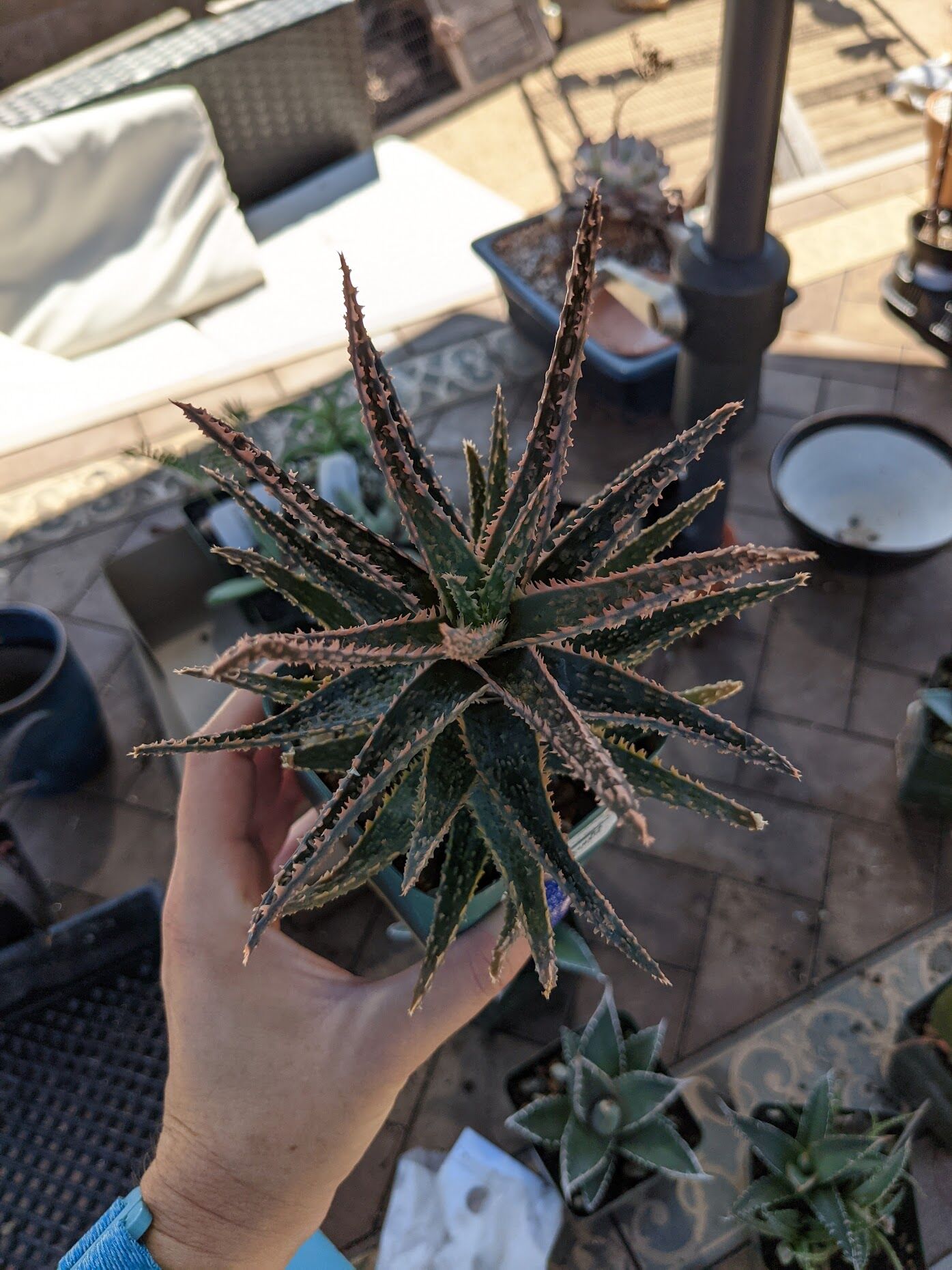 Star Aloe Hybrids Update - New Photos, New Hybrids - Trex Plants