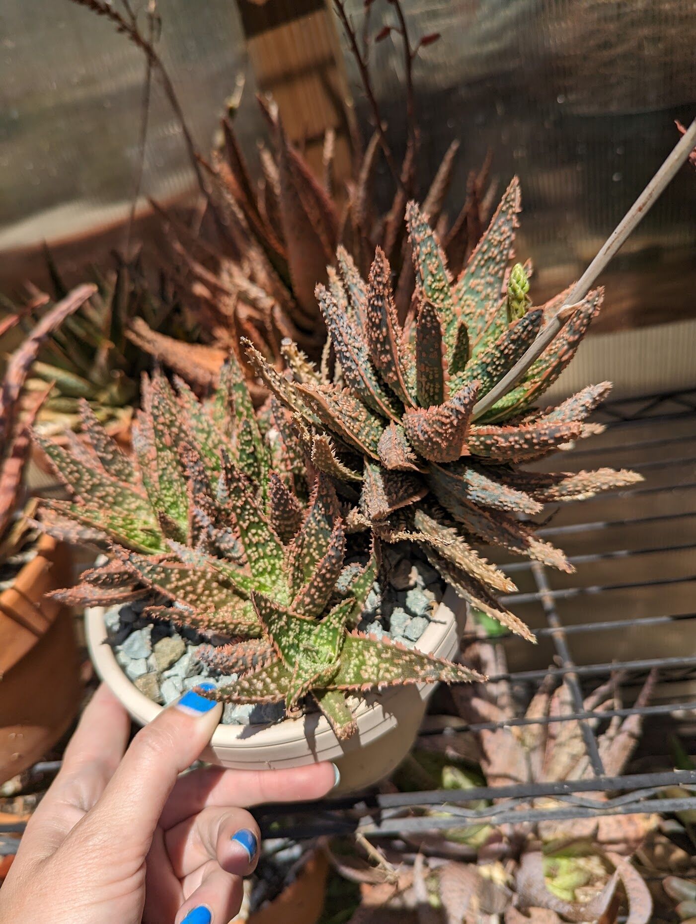 Star Aloe Hybrids Update - New Photos, New Hybrids - Trex Plants