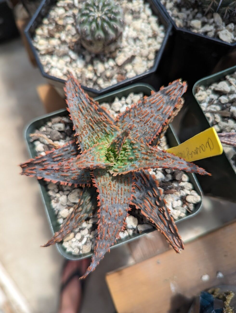 Star Aloe Hybrids Update - New Photos, New Hybrids - Trex Plants