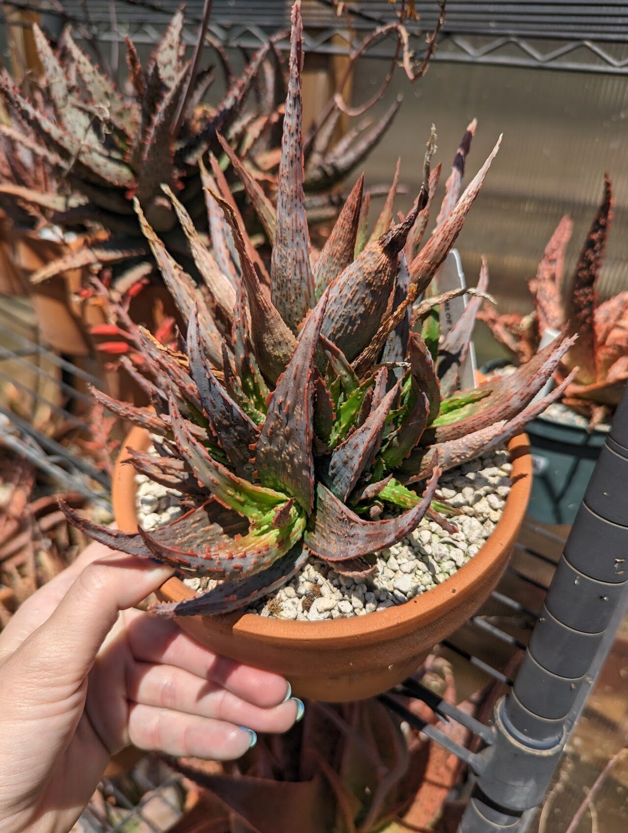 Star Aloe Hybrids Update - New Photos, New Hybrids - Trex Plants