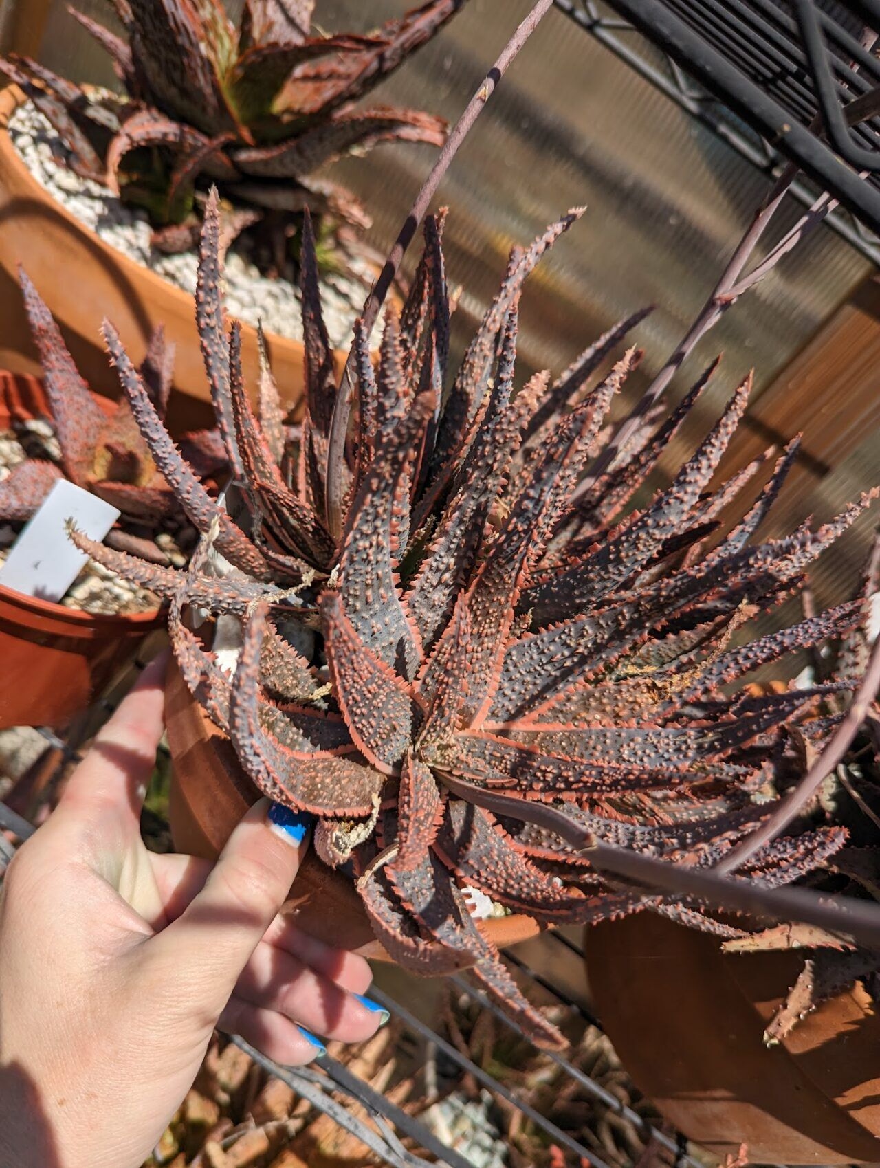 Star Aloe Hybrids Update - New Photos, New Hybrids - Trex Plants