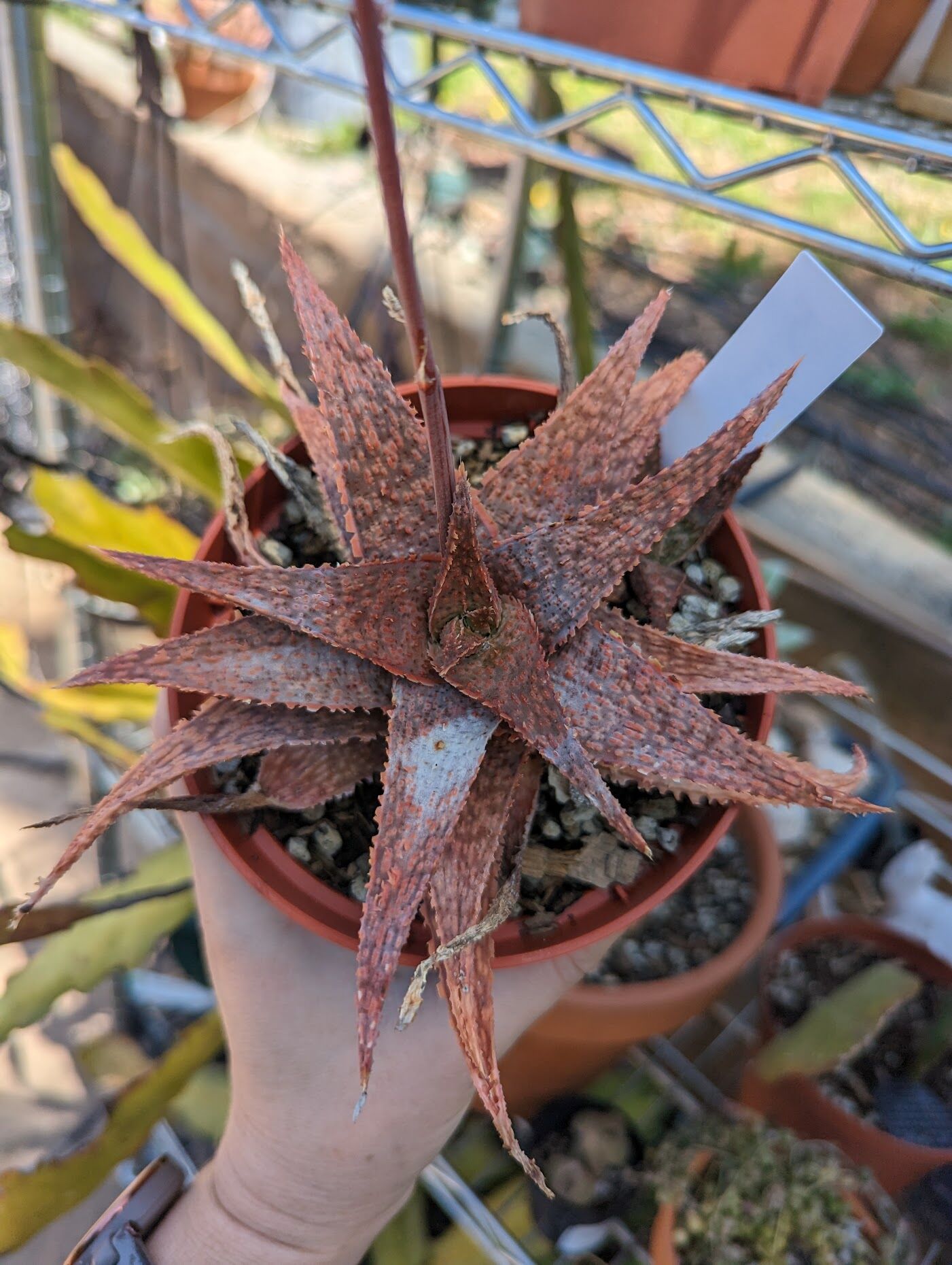 Star Aloe Hybrids Update - New Photos, New Hybrids - Trex Plants