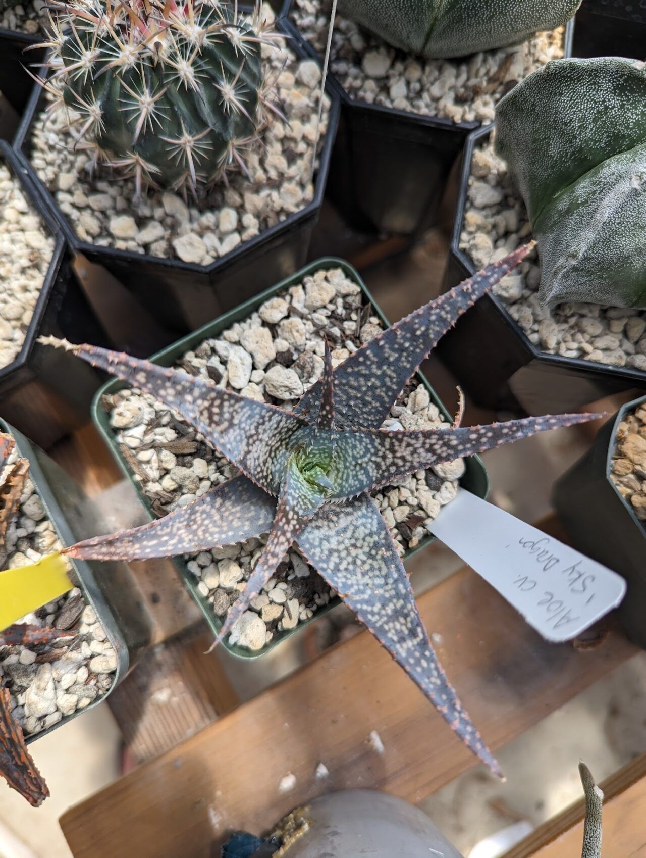 Star Aloe Hybrids Update - New Photos, New Hybrids - Trex Plants