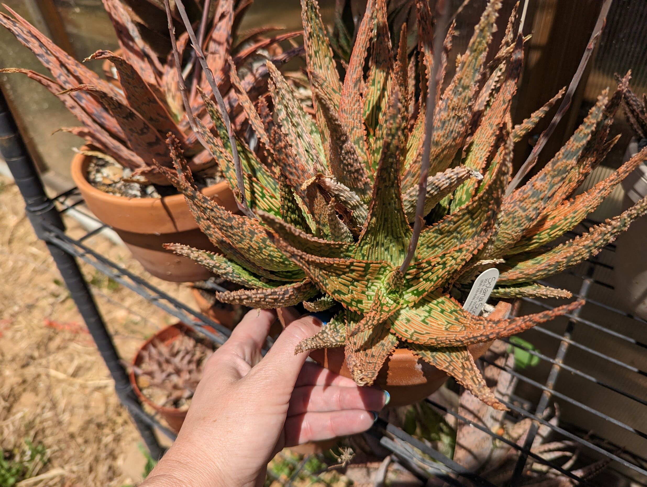 Star Aloe Hybrids Update - New Photos, New Hybrids - Trex Plants