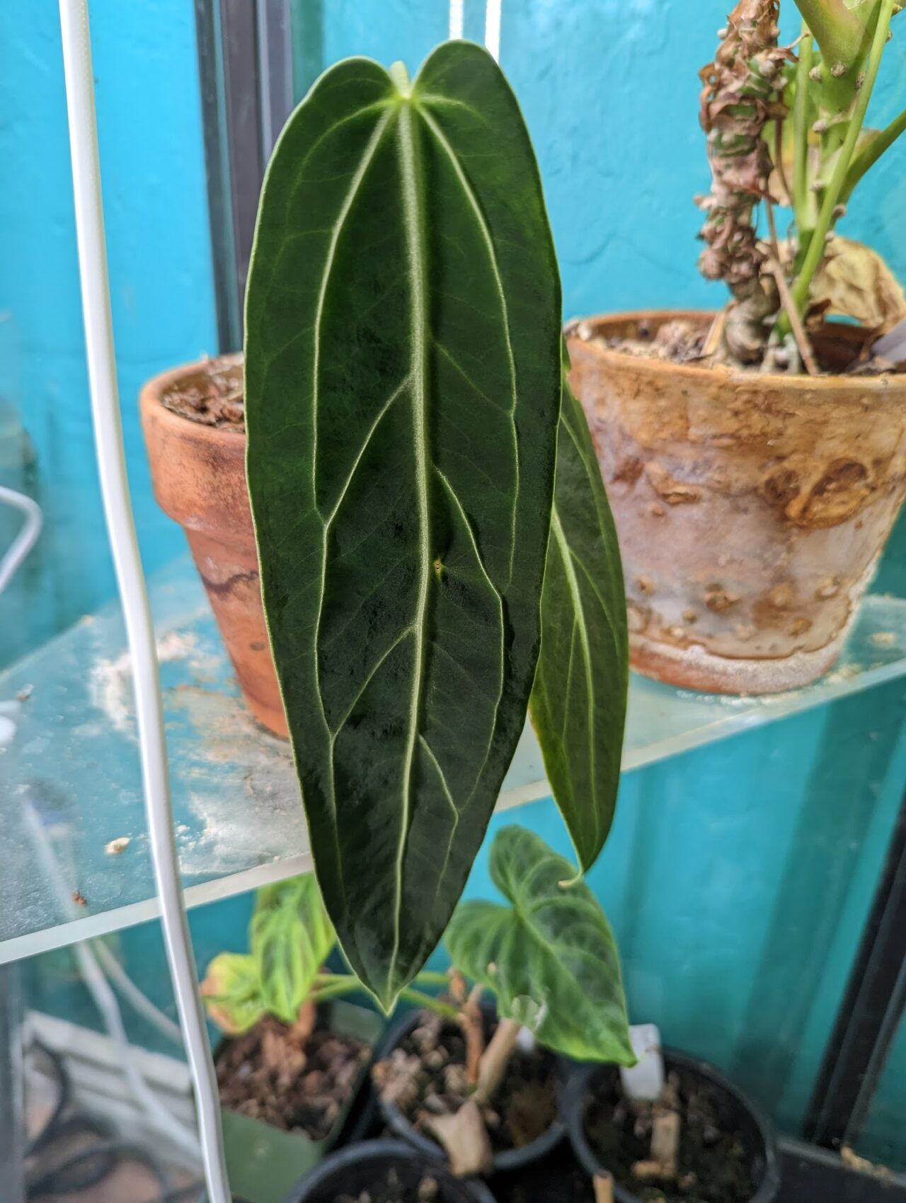 Anthurium warocqueanum - Growing the Queen Anthurium - Trex Plants