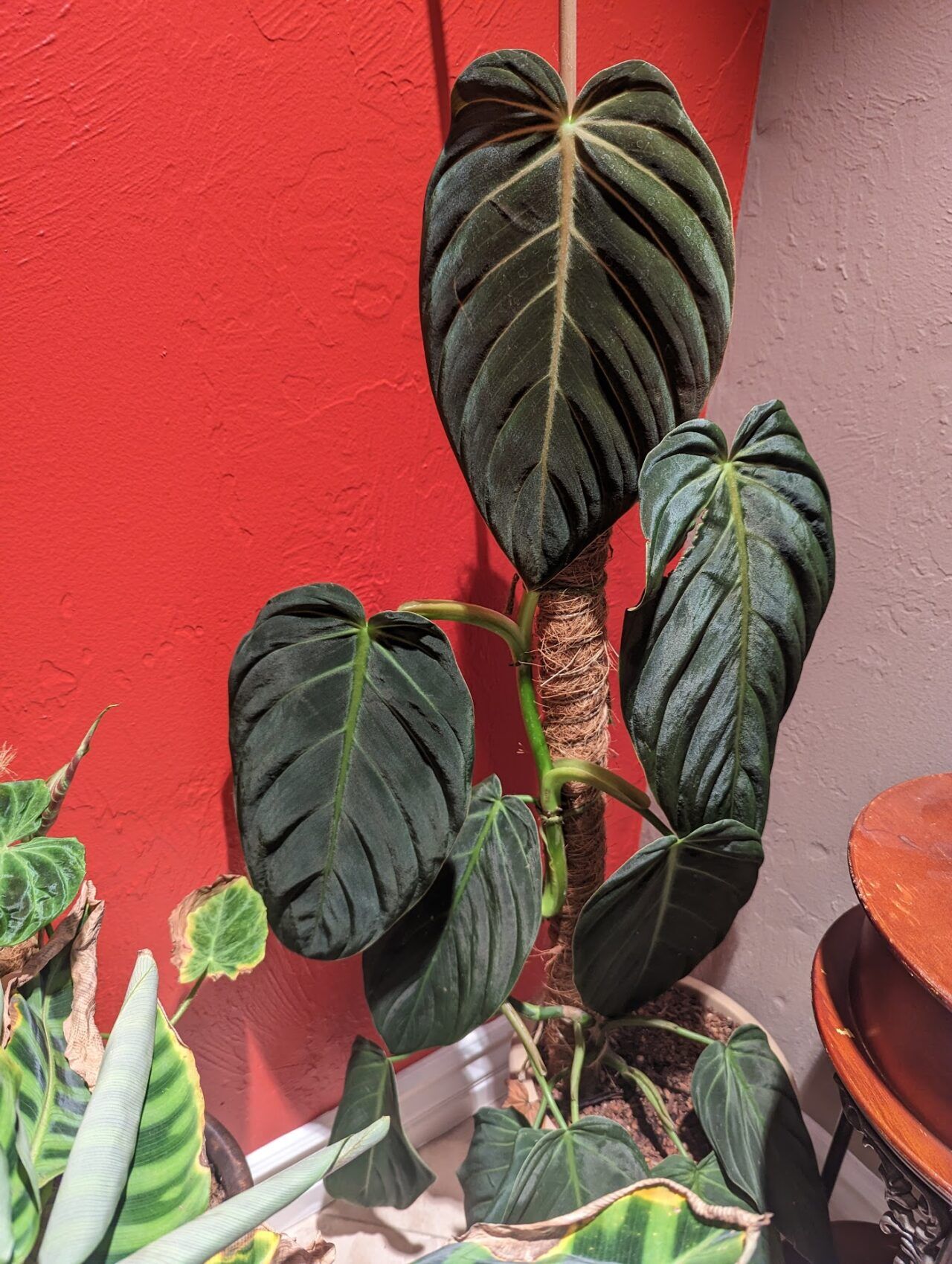 3 Big Tips for Indoor Plant Growing Success - Trex Plants