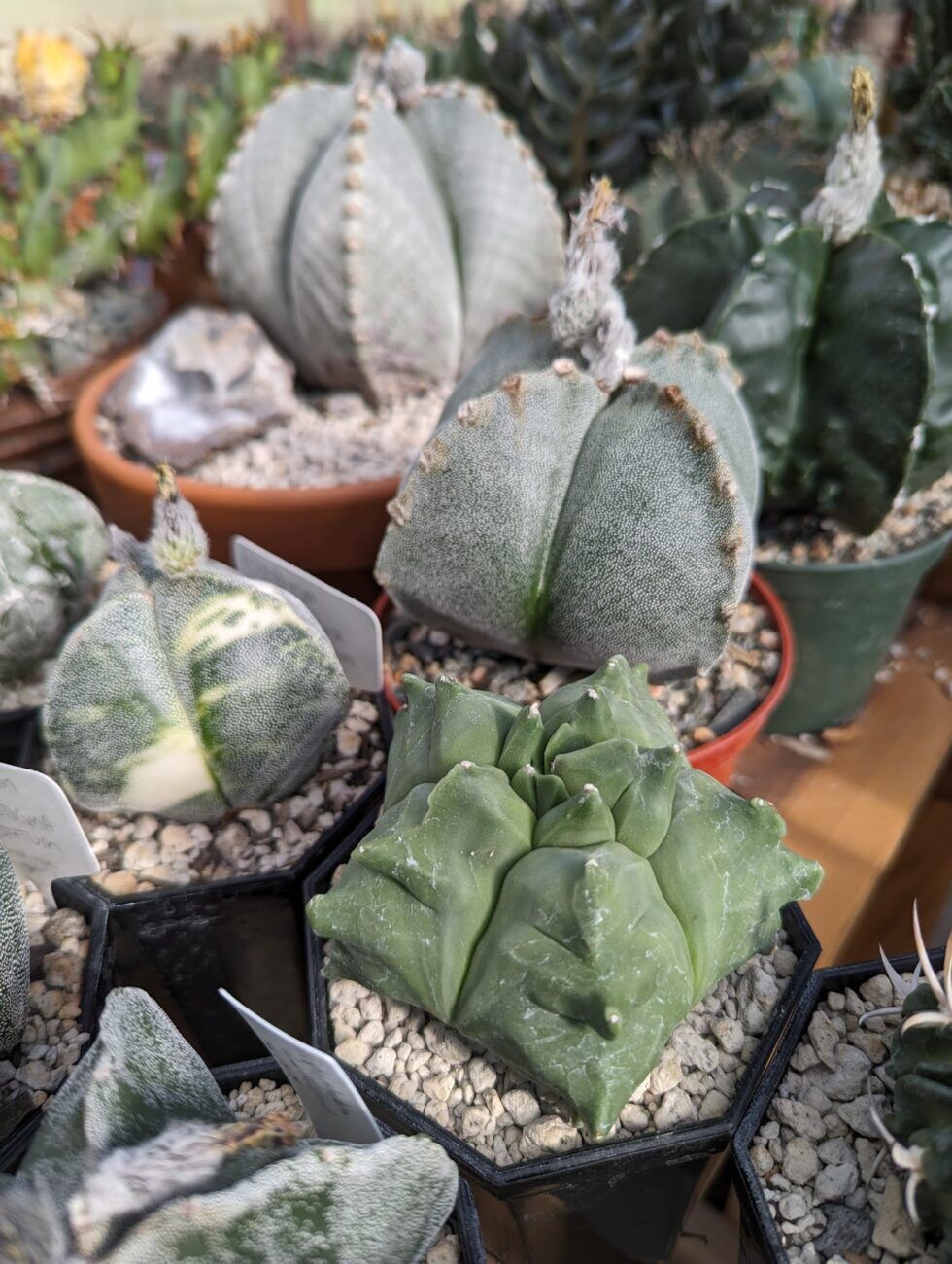 Summer 2023 - General Update and Garden Progress - Trex Plants