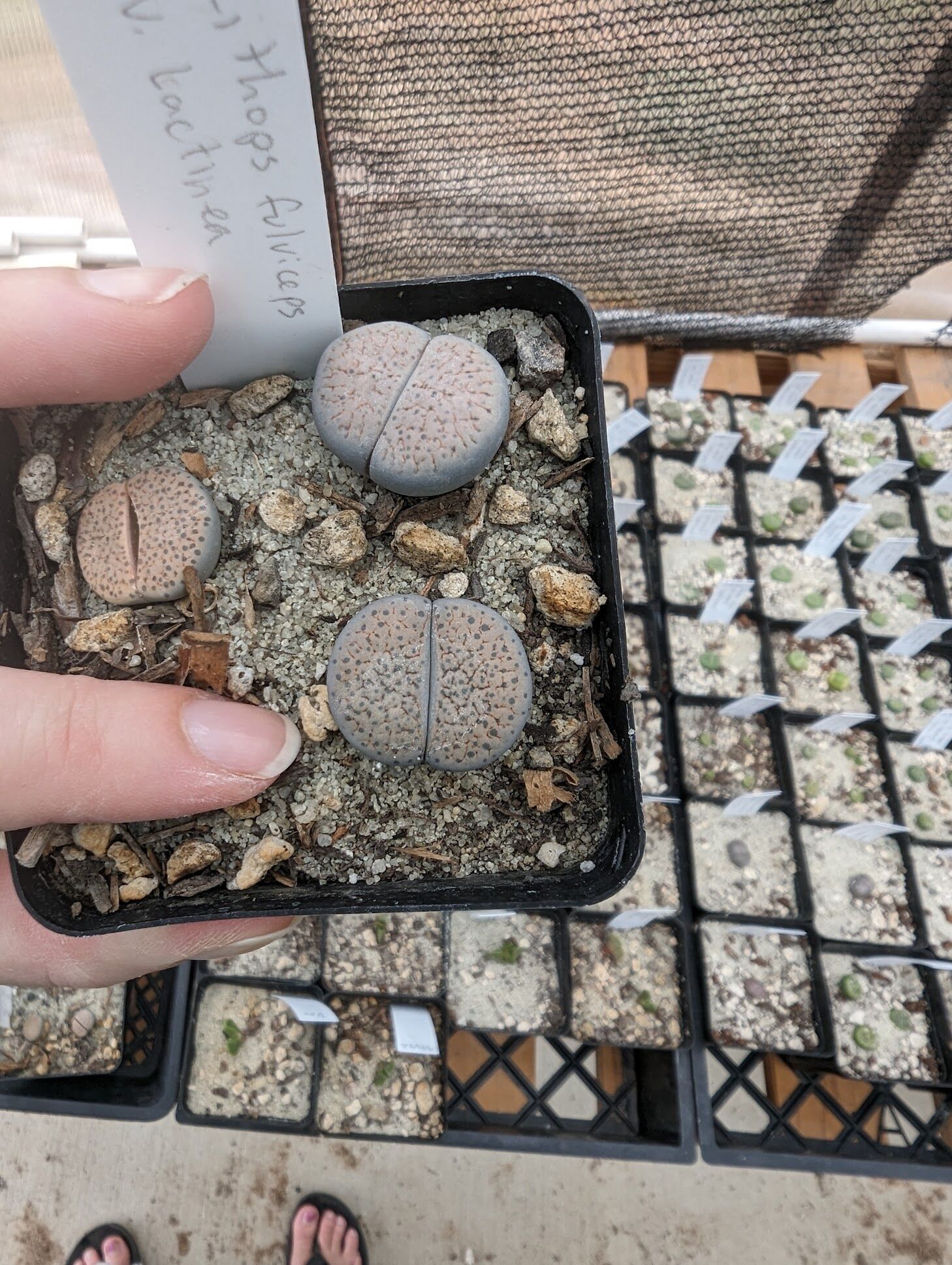 Lithops fulviceps v. lactinea - C222 - Trex Plants