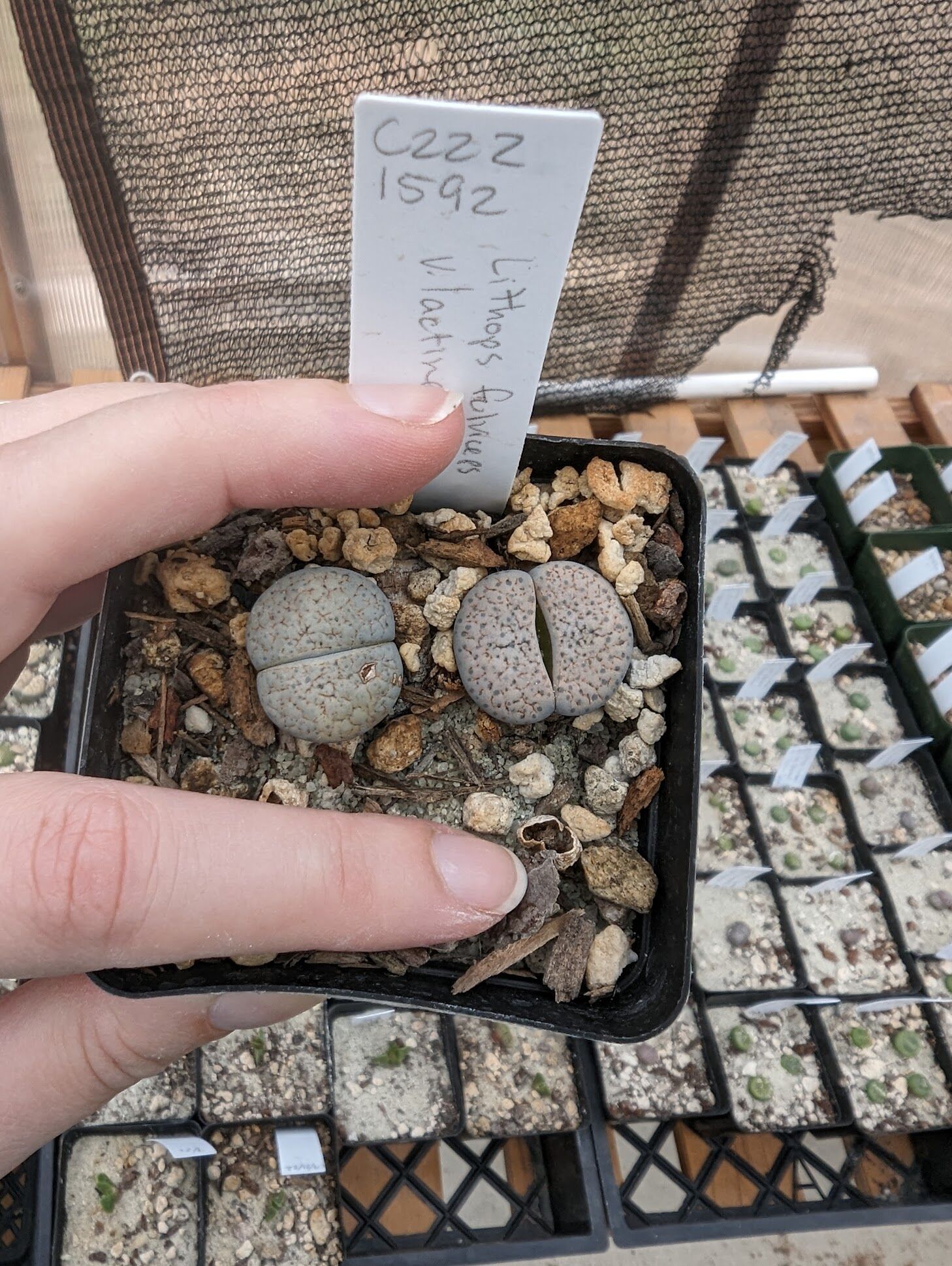 Lithops fulviceps v. lactinea - C222 - Trex Plants
