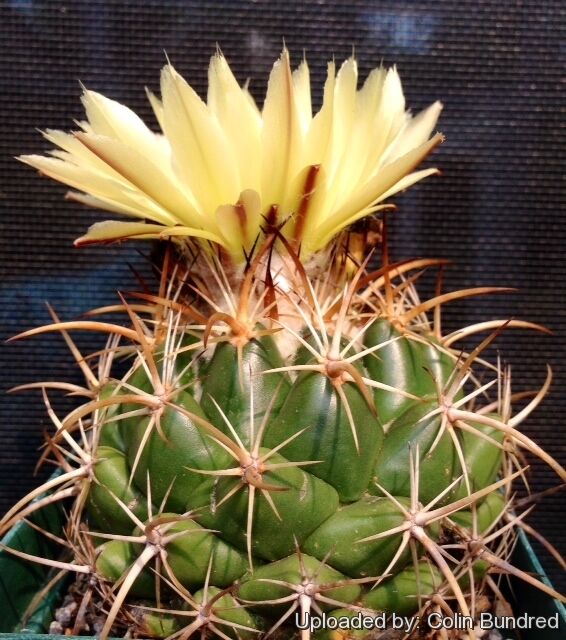 Coryphantha Confusion: andrae, pycnacantha, or elephantidens? - Trex Plants